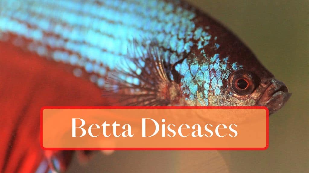 Common Betta Fish Illnesses And Diseases: A Comprehensive Guide - FishTanko